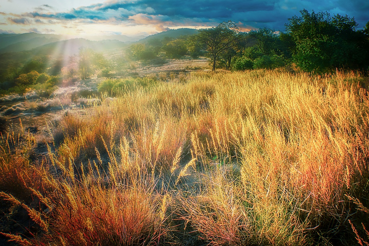 Granite Moss Grass - Free photo on Pixabay