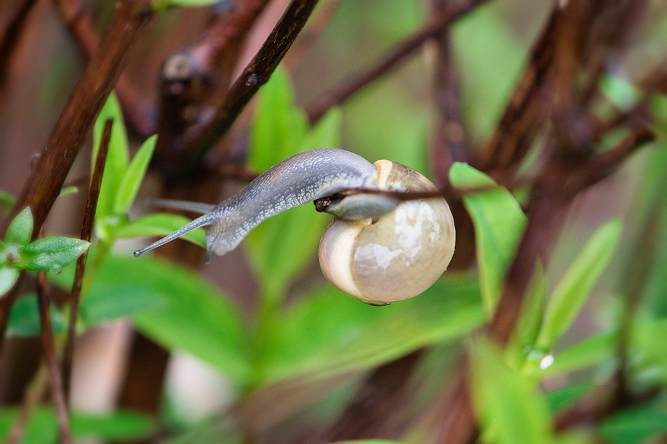 Snail Animal Crawl Gloss - Free photo on Pixabay - Pixabay