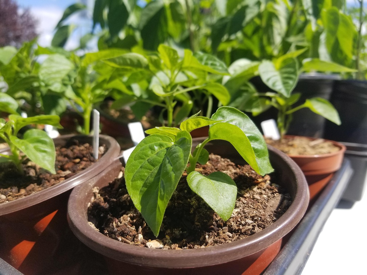 Vegetables Pot Plants - Free photo on Pixabay - Pixabay