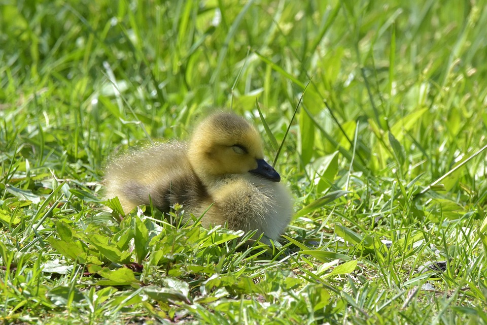 Gosling Canada Goose Avian - Free photo on Pixabay