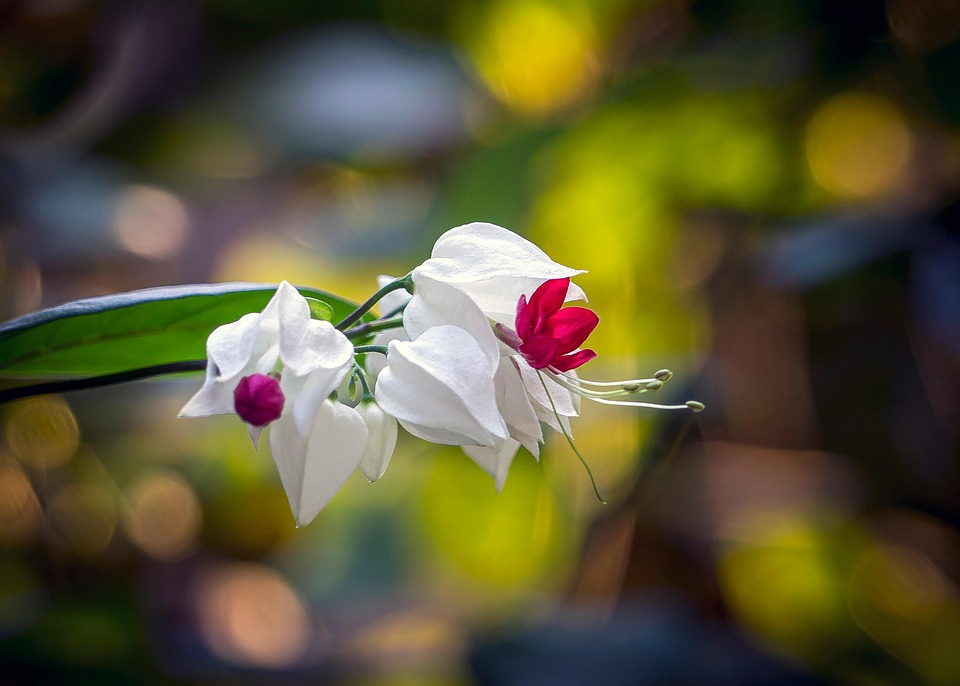 Orchids Ornamental Flowers - Free photo on Pixabay - Pixabay