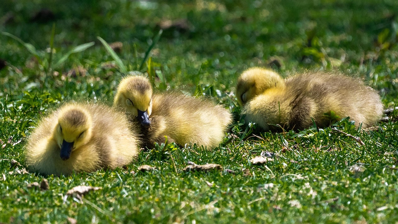 300+ kostenlose Tierbabys und Natur-Bilder - Pixabay