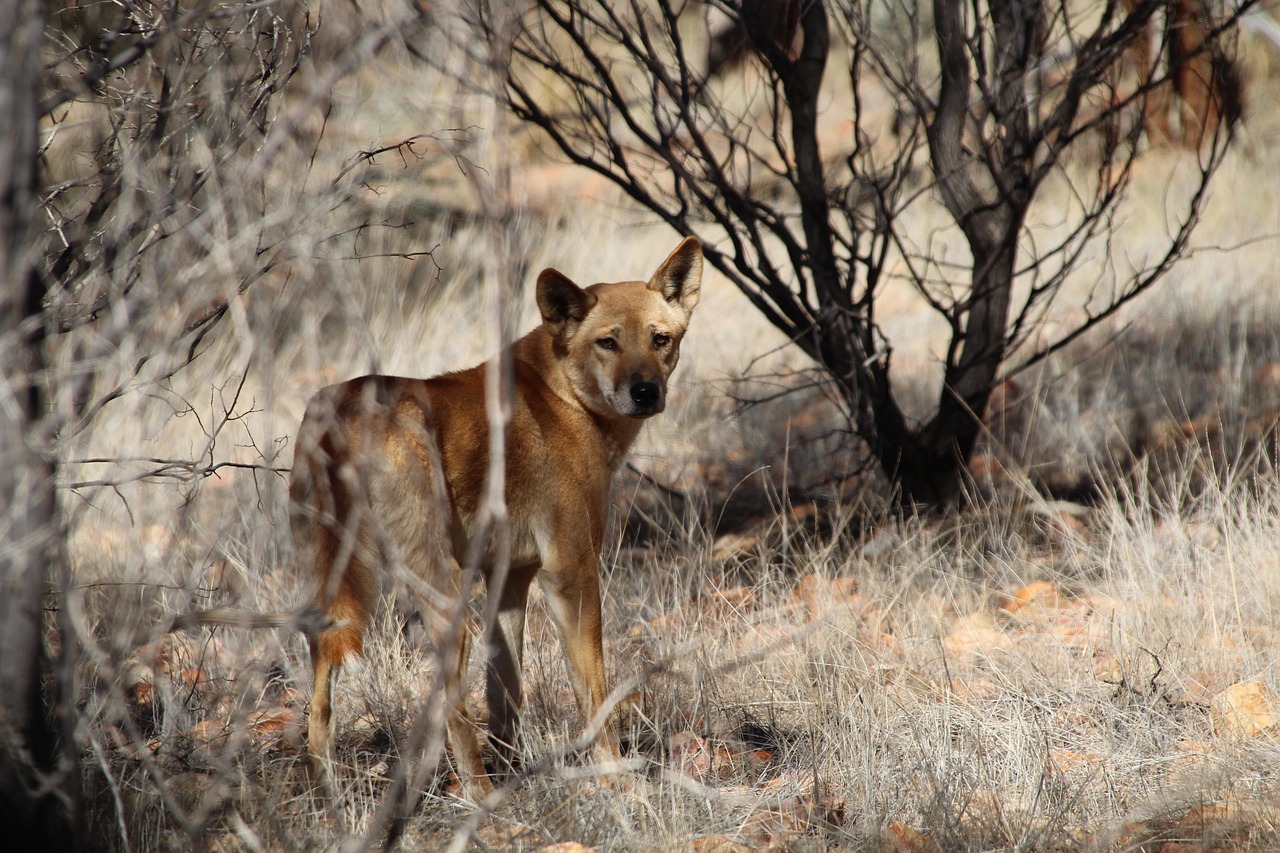 Dog Dingo Bush - Free photo on Pixabay