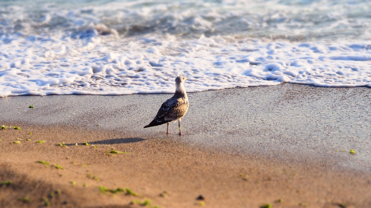 Albatross Big Waves - Free photo on Pixabay - Pixabay