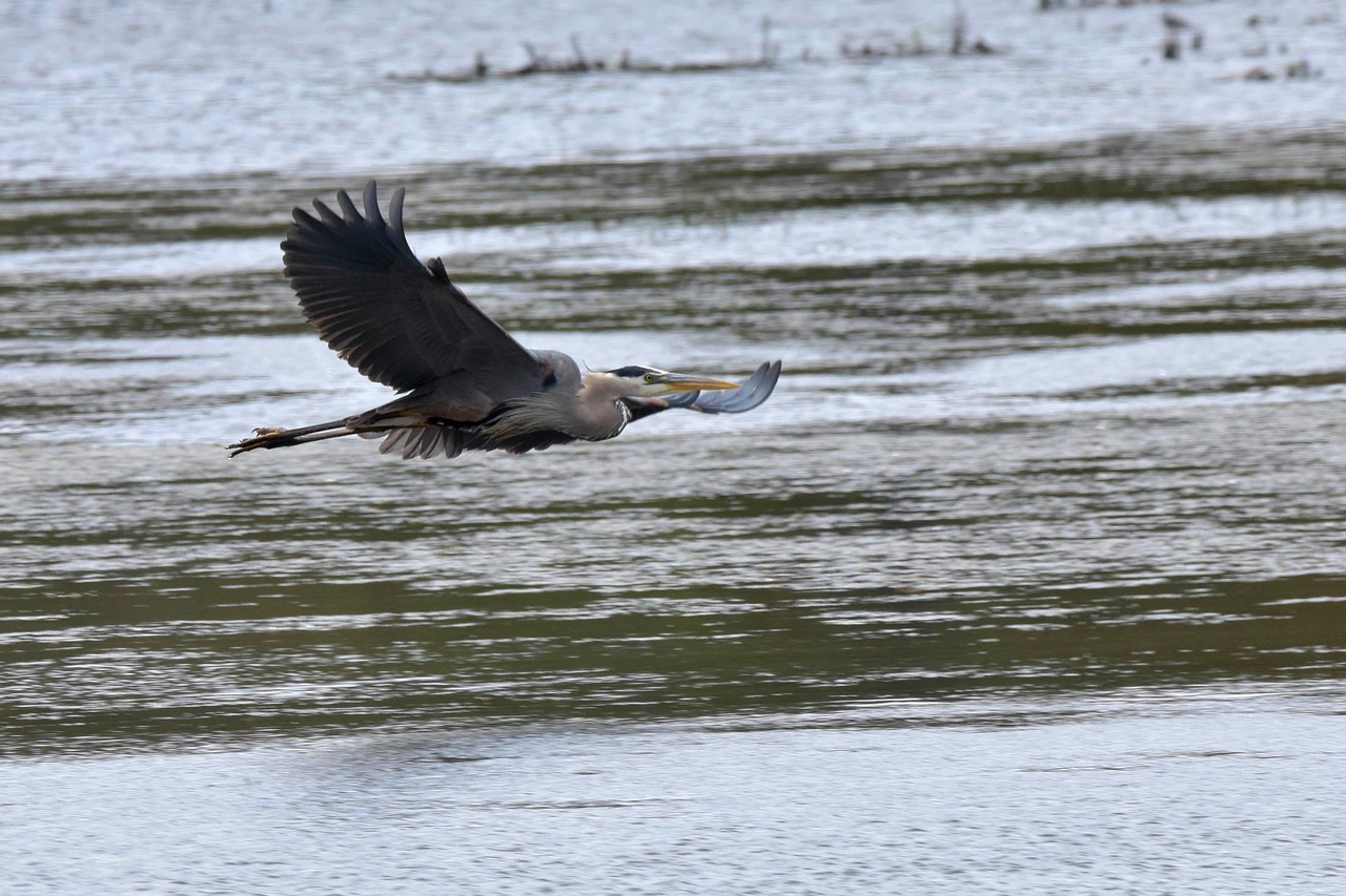 Großer Blauer Reiher Vogel - Kostenloses Foto auf Pixabay - Pixabay