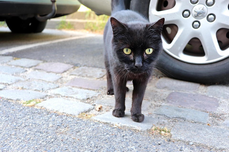 Kucing Hitam Anak - Foto gratis di Pixabay