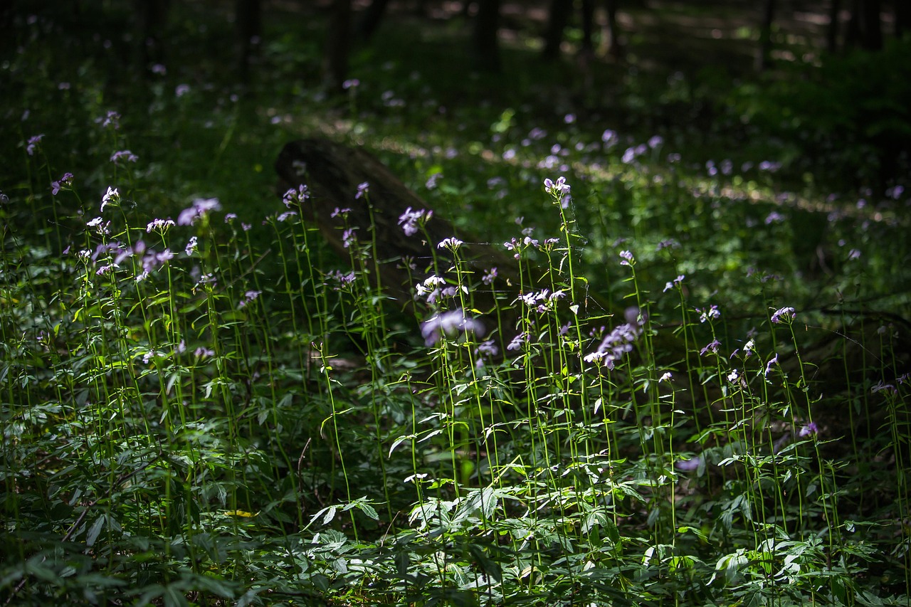 Forest Flowers White - Free photo on Pixabay - Pixabay
