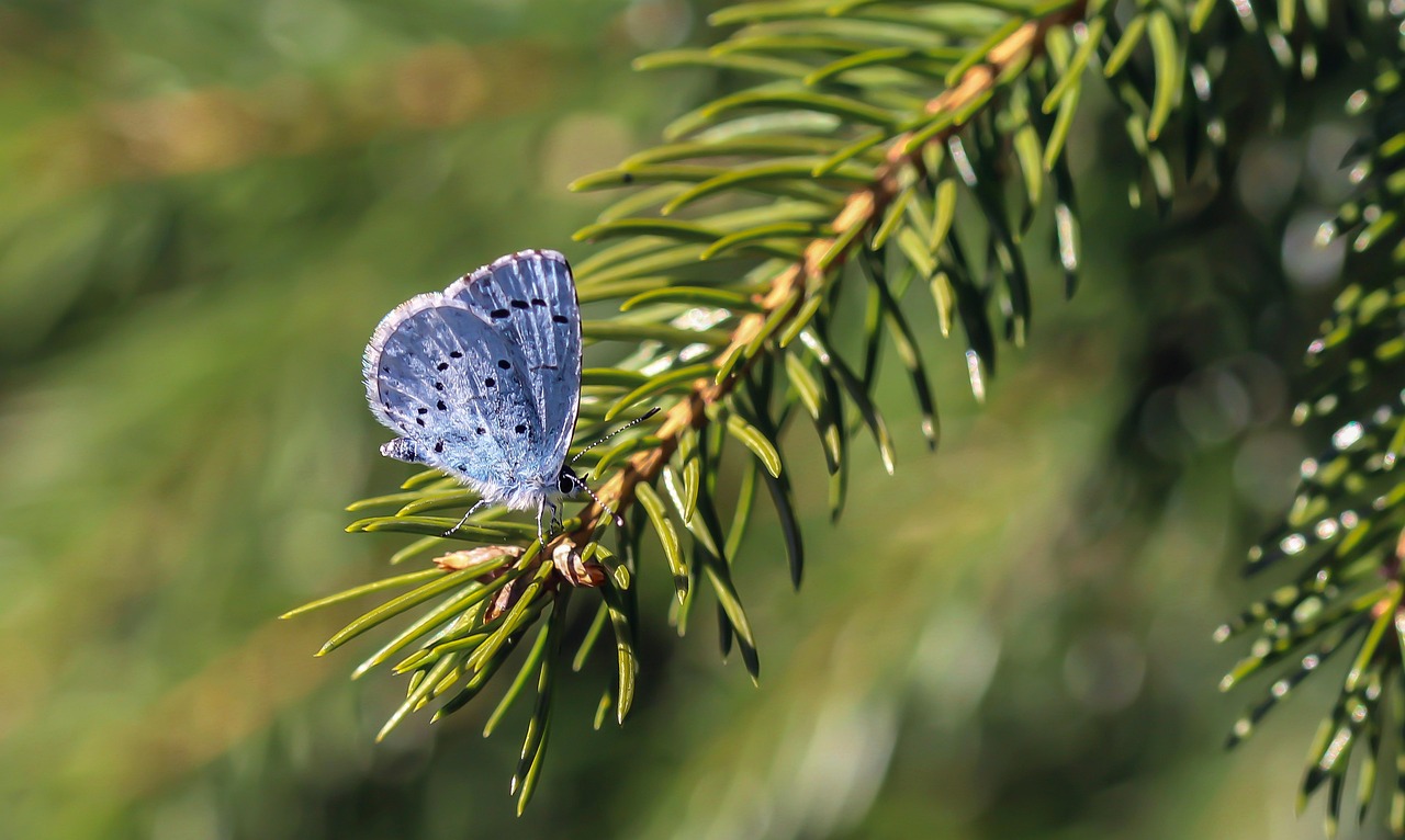 Holly Blue Butterfly Spruce - Free photo on Pixabay - Pixabay