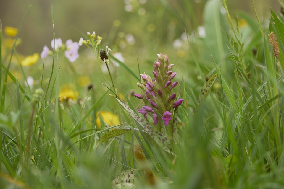 Broadleaf Orchid Grass - Free photo on Pixabay