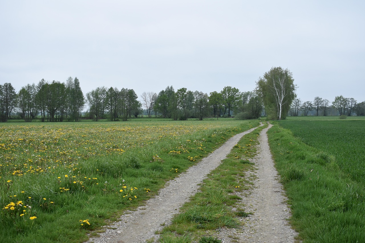 Natur Wiese Löwenzahn - Kostenloses Foto auf Pixabay - Pixabay