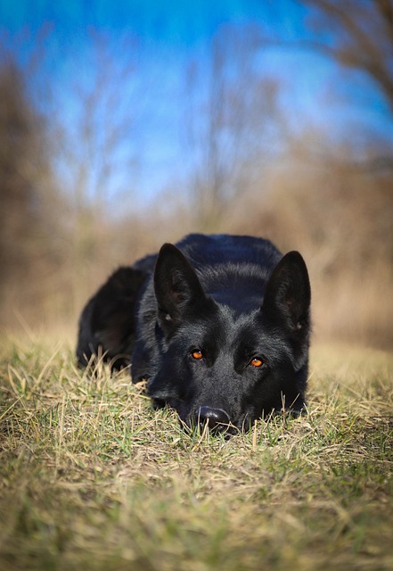 Berger Allemand Noir Chien Animal - Photo gratuite sur Pixabay - Pixabay