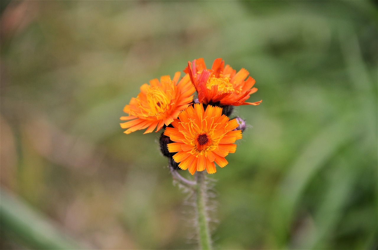 Orange Havikskruid Bunga Hawkweed - Foto gratis di Pixabay - Pixabay