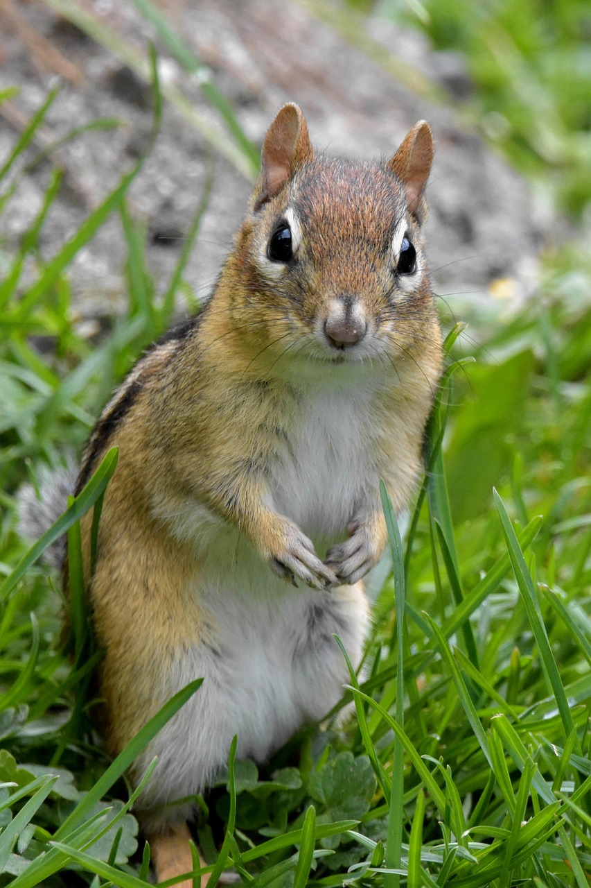 Nature Mammal Outdoors - Free photo on Pixabay - Pixabay
