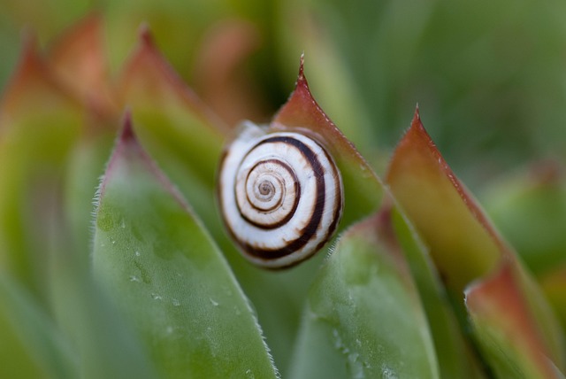 Több mint 5 000 ingyenes kép Snail Eaten és Csiga témában - Pixabay