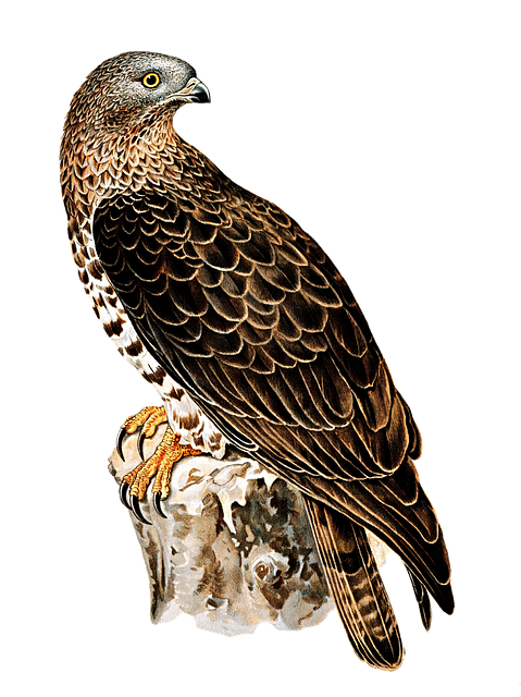 Download European Honey Buzzard, Buzzard, Common Pern. Royalty-Free ...