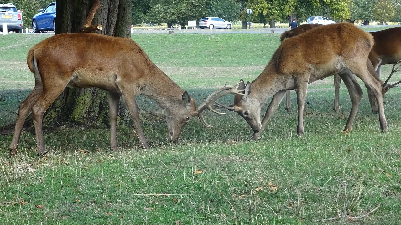 Jelen Příroda Park - Fotografie zdarma na Pixabay