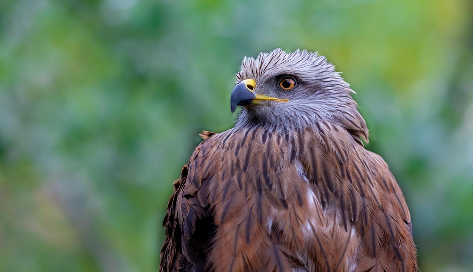 Eagle Bird Animal Of - Free photo on Pixabay