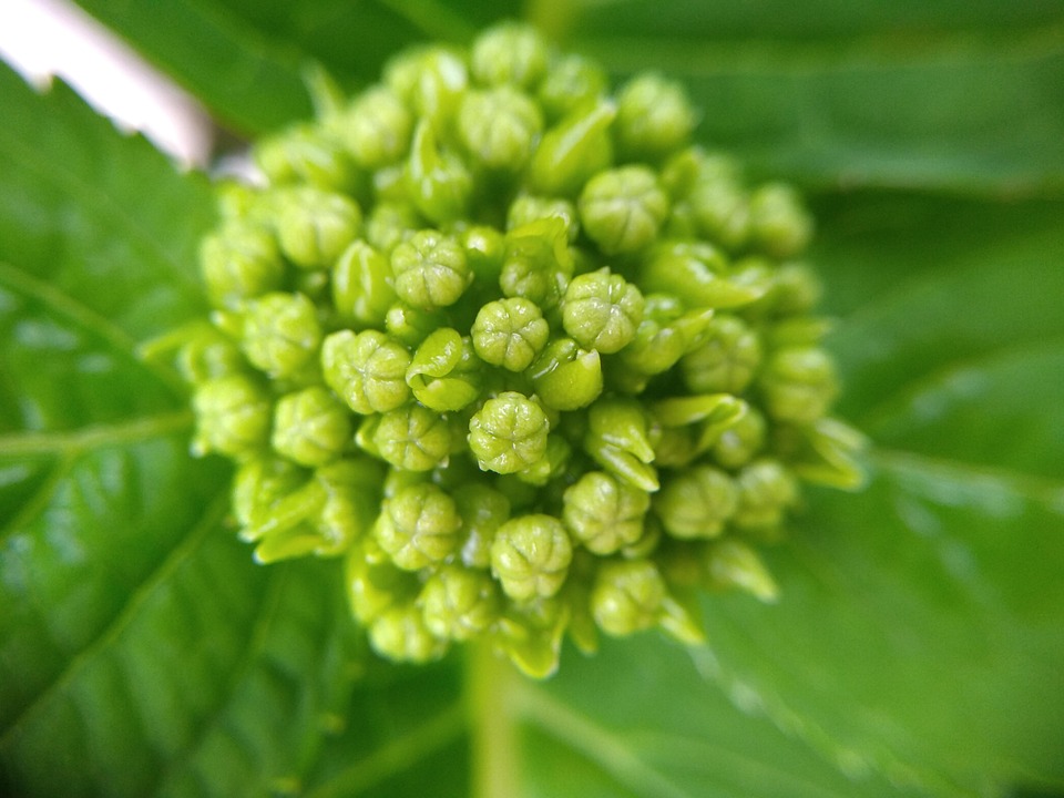 Hydrangea Hijau Bunga - Foto gratis di Pixabay - Pixabay