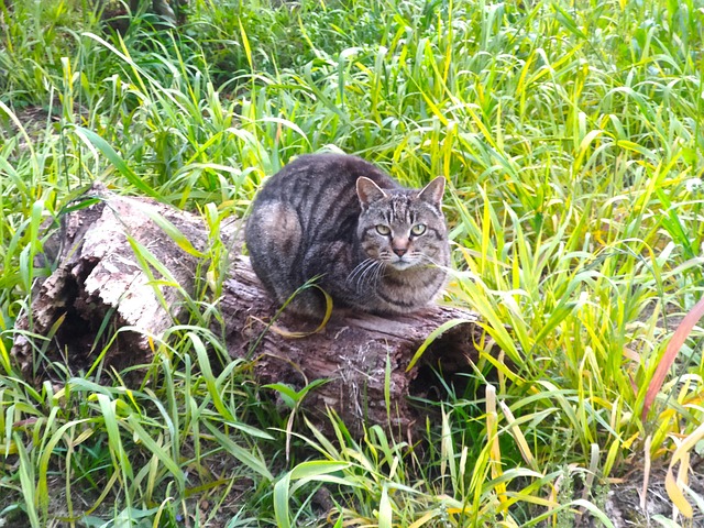 Chat Domestique L'Herbe Cat - Photo gratuite sur Pixabay - Pixabay