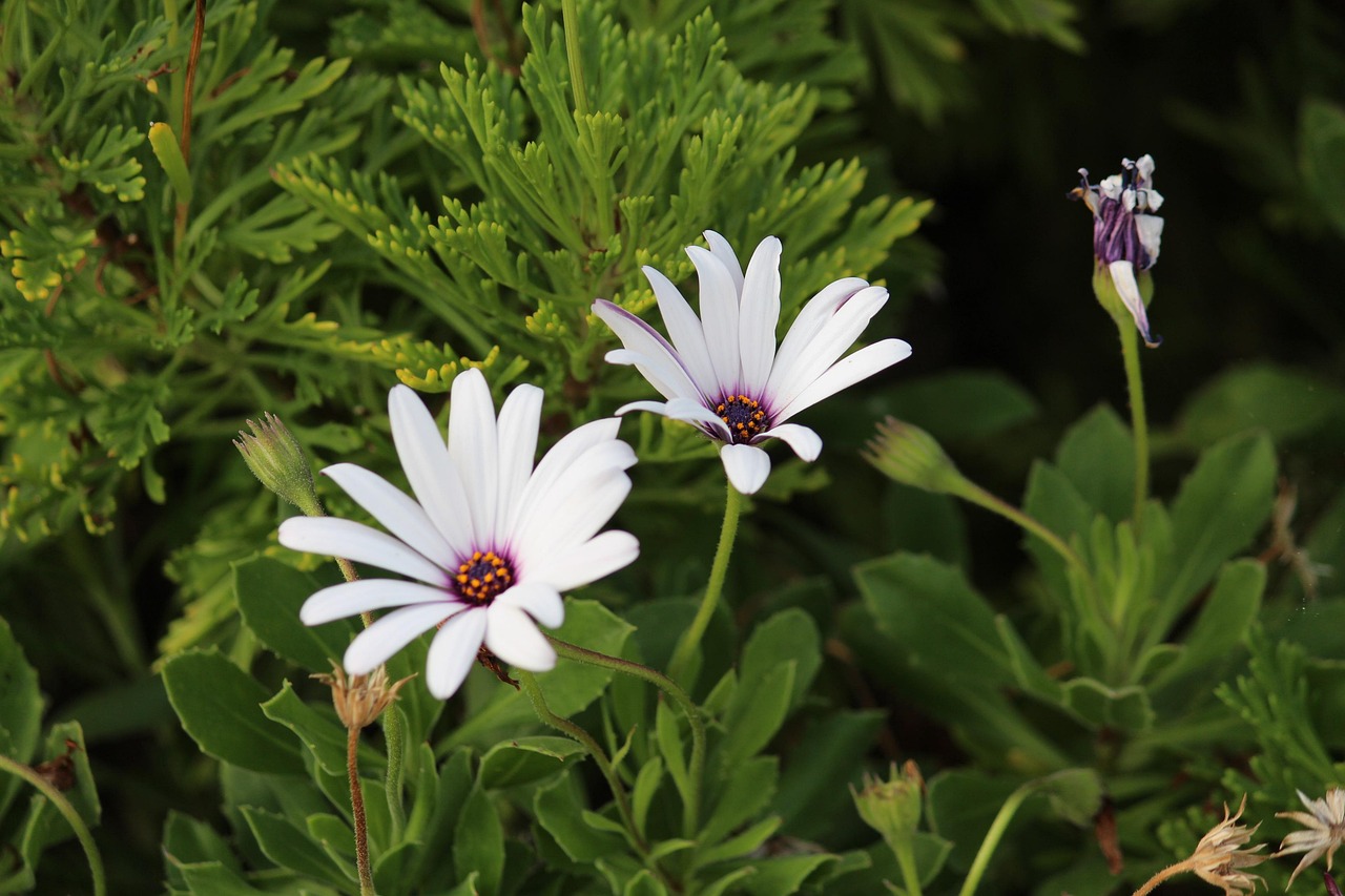 African Daisy Flowers Plant - Free photo on Pixabay - Pixabay