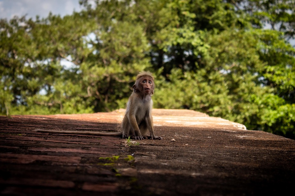 Singe Animal Forêt Jeune - Photo gratuite sur Pixabay - Pixabay