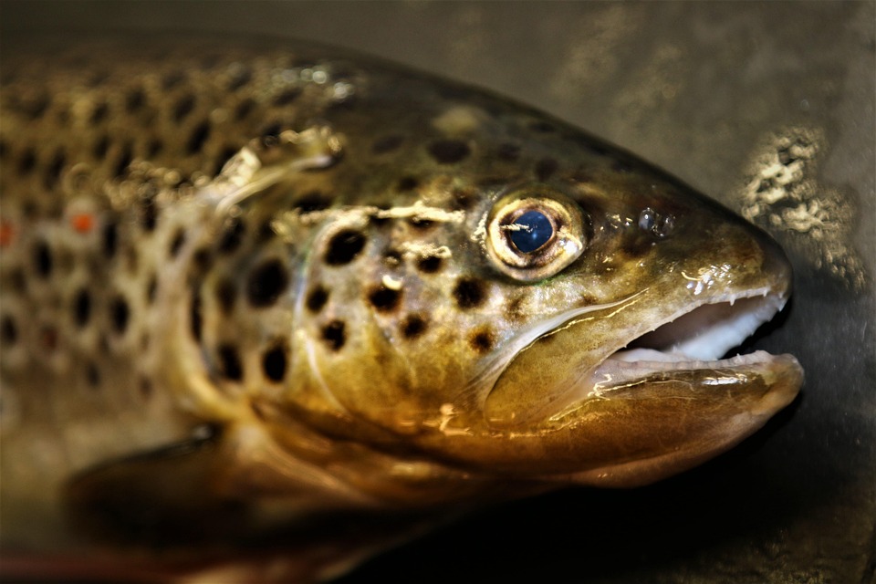 Truite Poisson Aliments - Photo gratuite sur Pixabay