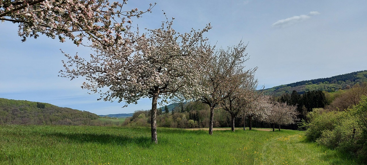 Árvores Frutiferas Flores Pomar - Foto gratuita no Pixabay - Pixabay