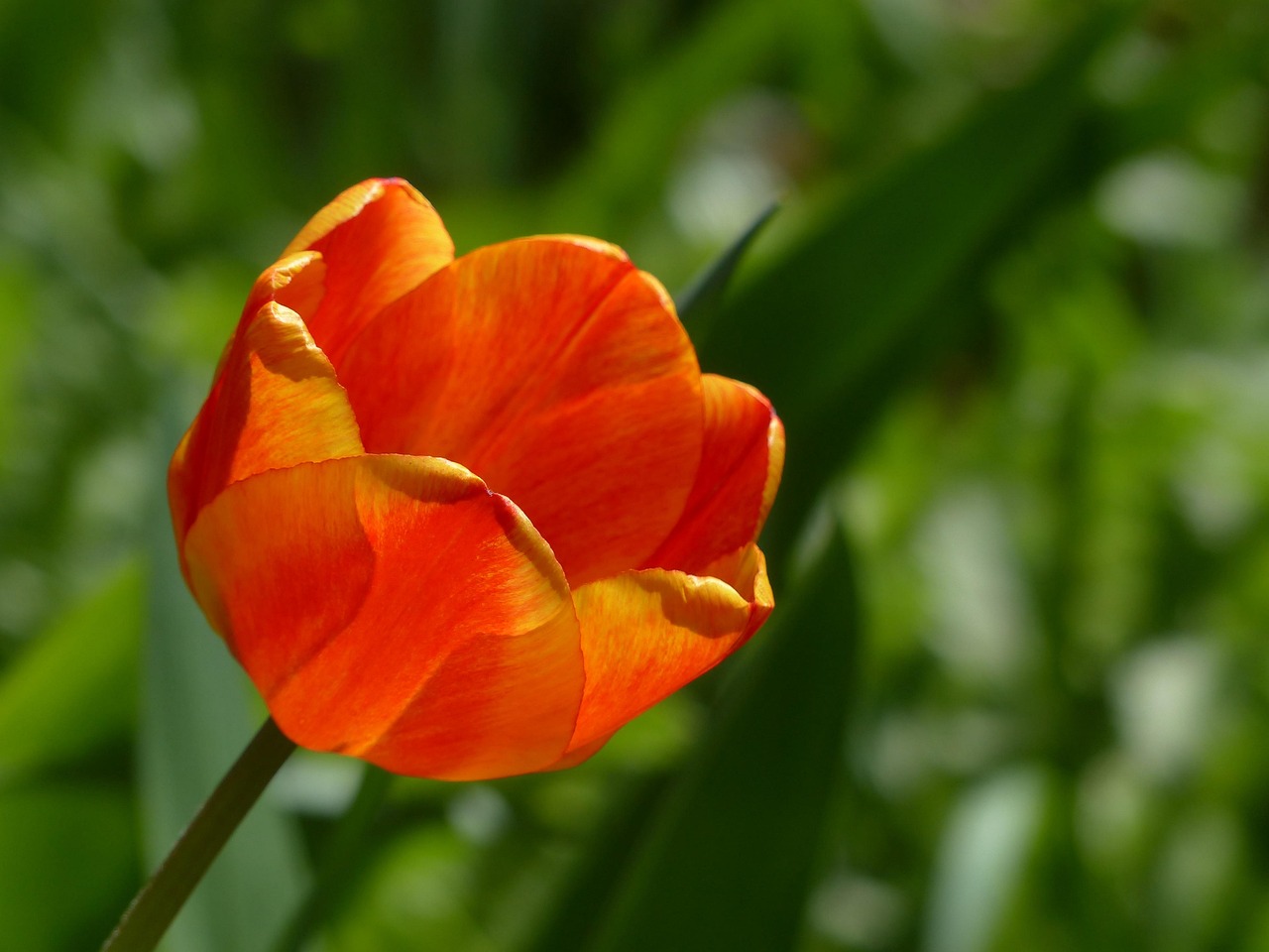 Tulipe Fleur Plantes - Photo gratuite sur Pixabay - Pixabay