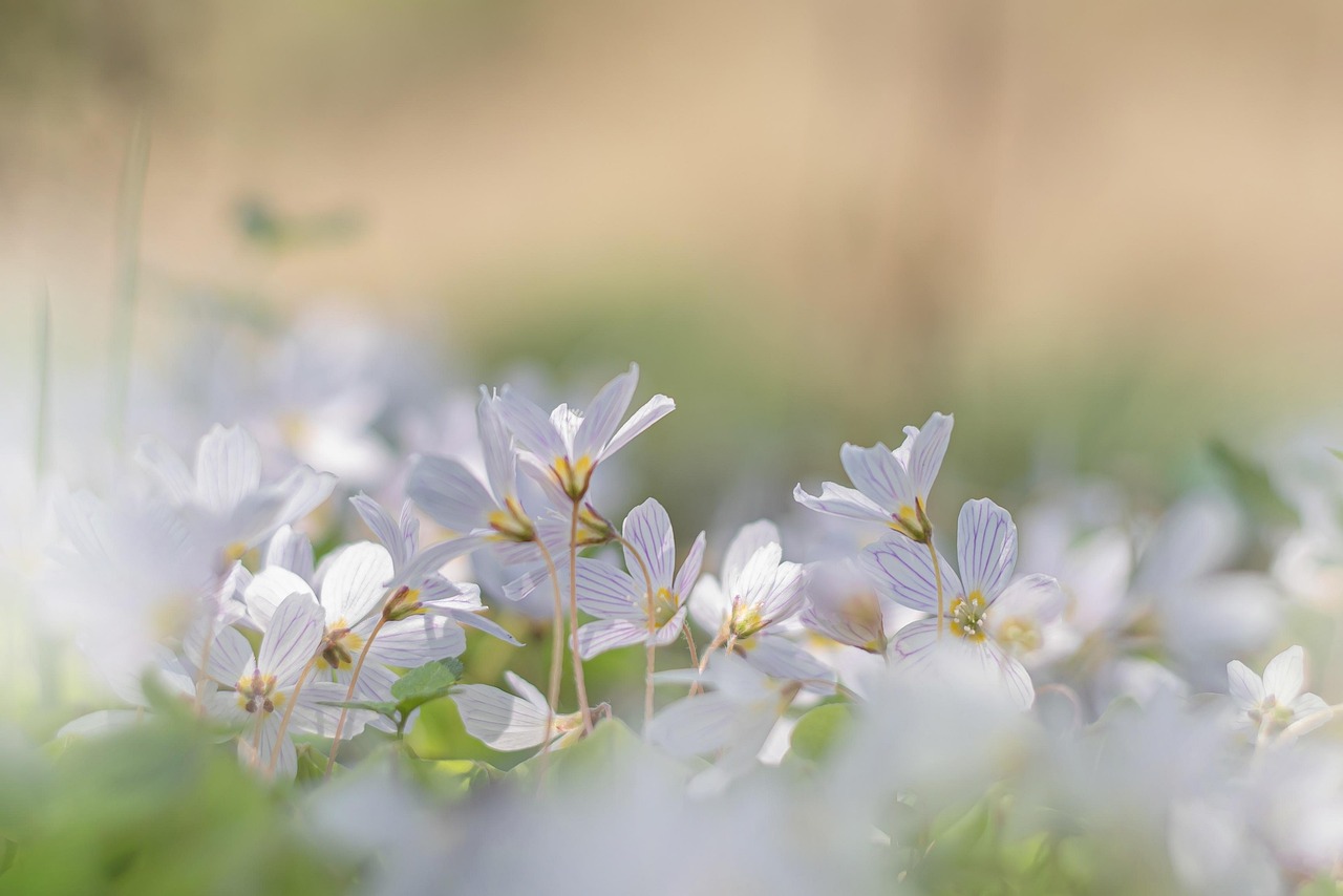 Acedera De Madera Flores Planta - Foto gratis en Pixabay - Pixabay