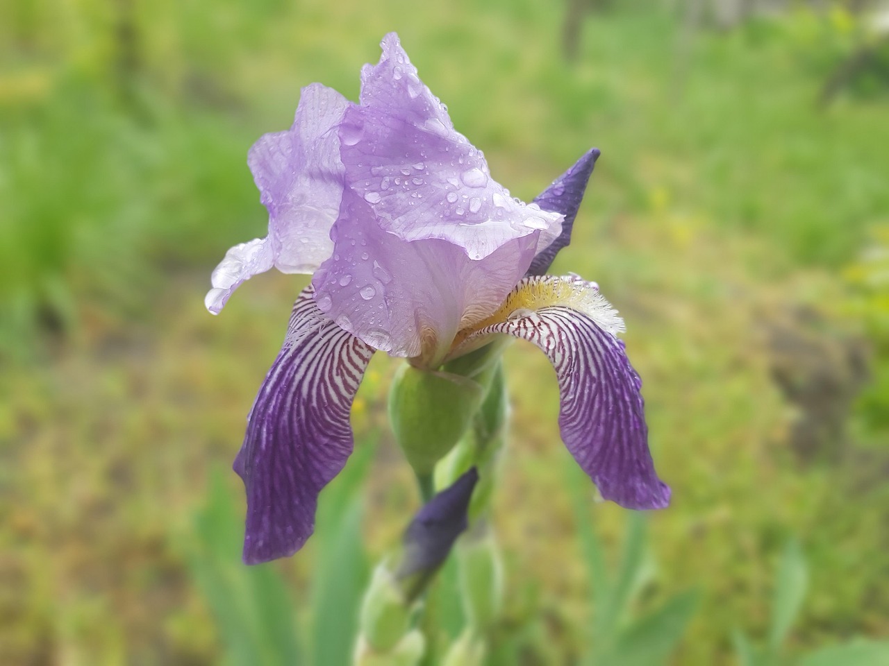 100+ Free Bartiris & Bearded Iris Images - Pixabay