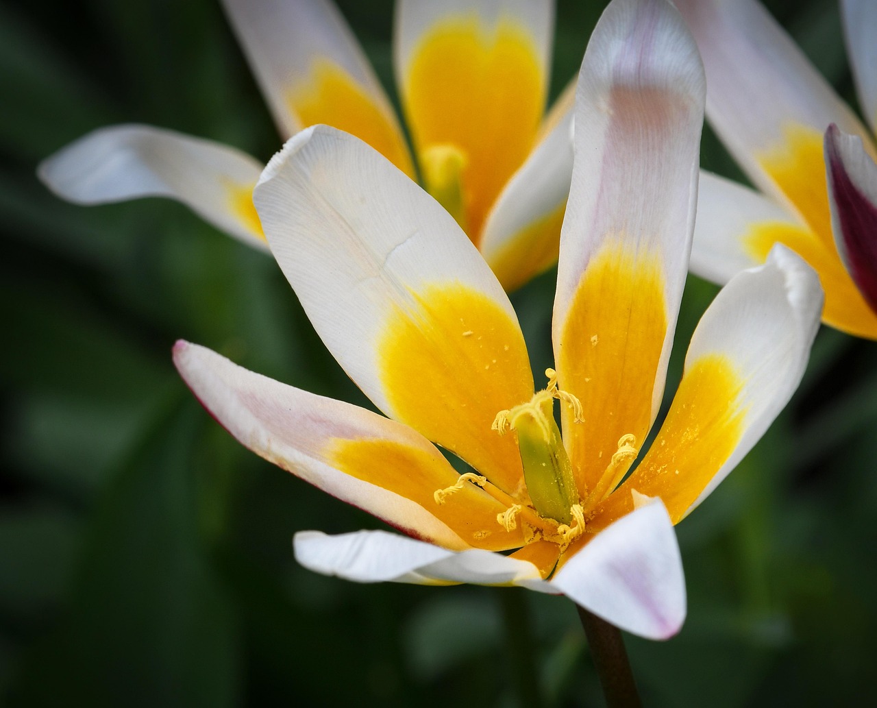 Tulip Flowerss Plant - Free photo on Pixabay
