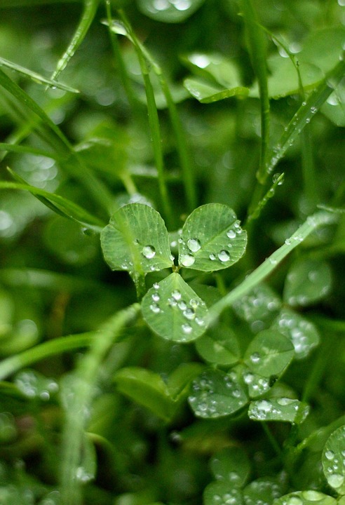 Regen Regentropfen Natur - Kostenloses Foto auf Pixabay - Pixabay