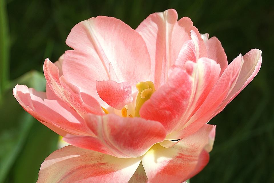 Tulip Colored Shaded - Free photo on Pixabay - Pixabay