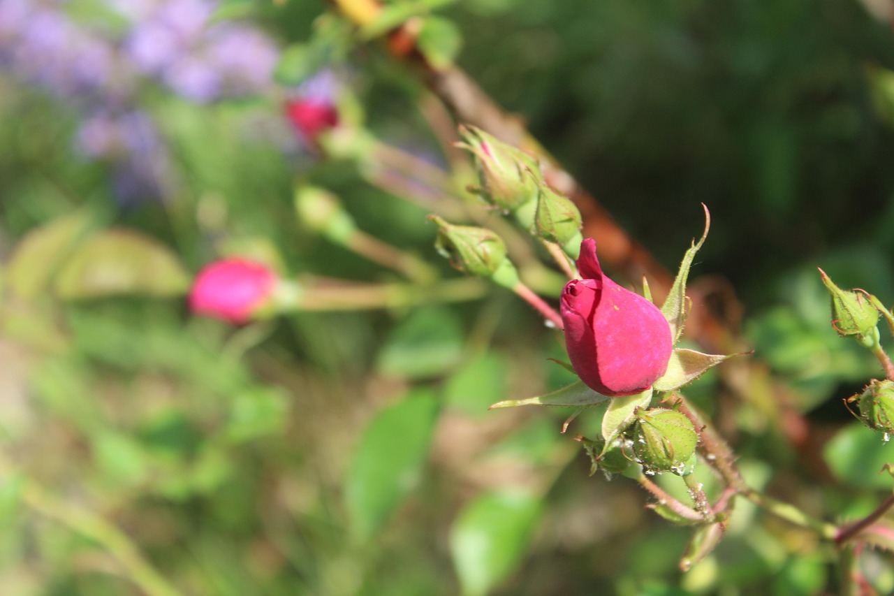 Musim Panas Bloom Bunga-Bunga - Foto gratis di Pixabay - Pixabay