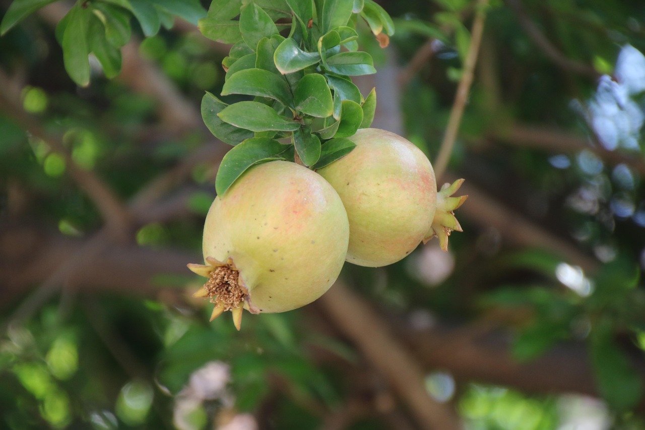 Pomegranate Fruits Branch - Free photo on Pixabay
