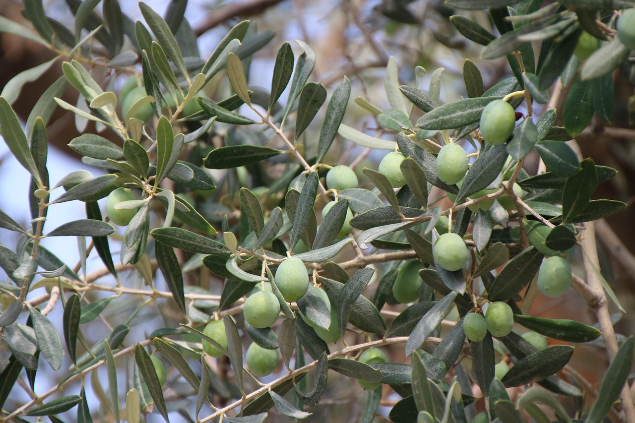 Olives Des Fruits Arbre Direction - Photo gratuite sur Pixabay - Pixabay