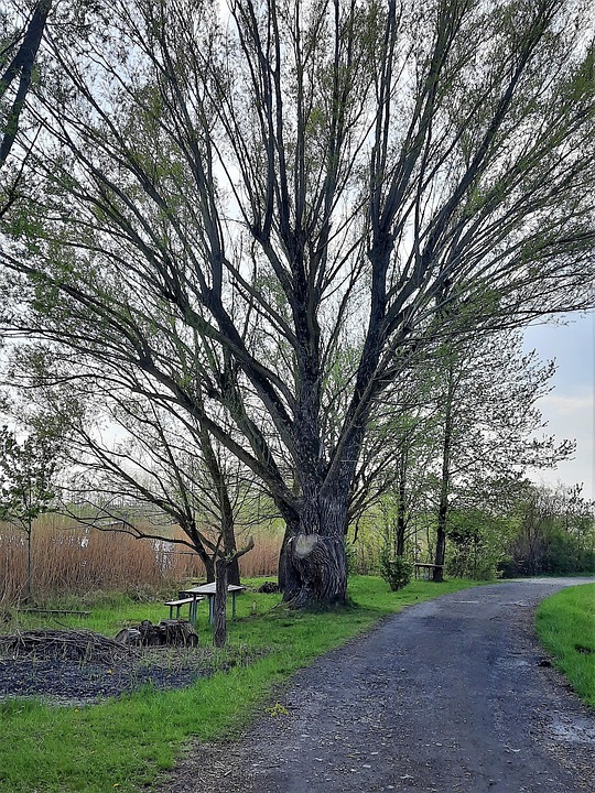 Baum Natur - Kostenloses Foto auf Pixabay - Pixabay