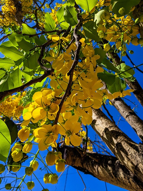 Cassia Fistula Golden Shower - Free photo on Pixabay - Pixabay