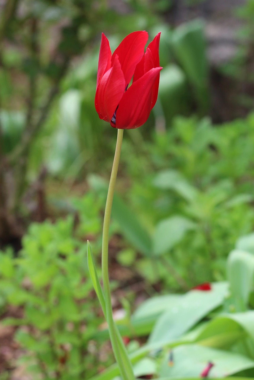 Tulpe Blume Pflanze Rote - Kostenloses Foto auf Pixabay - Pixabay