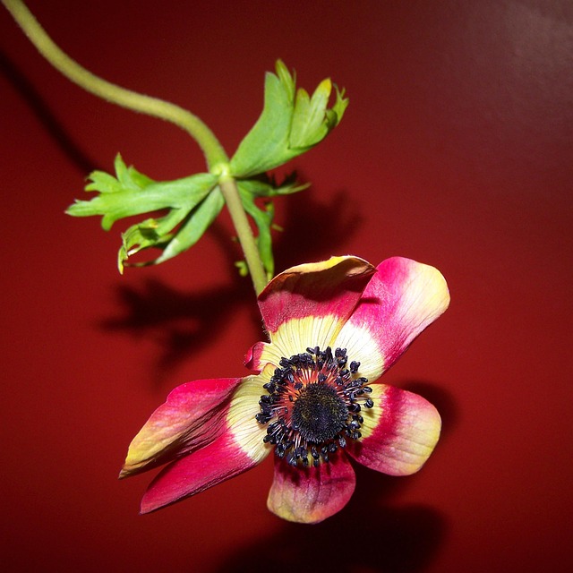 Flor Anêmona - Foto gratuita no Pixabay - Pixabay