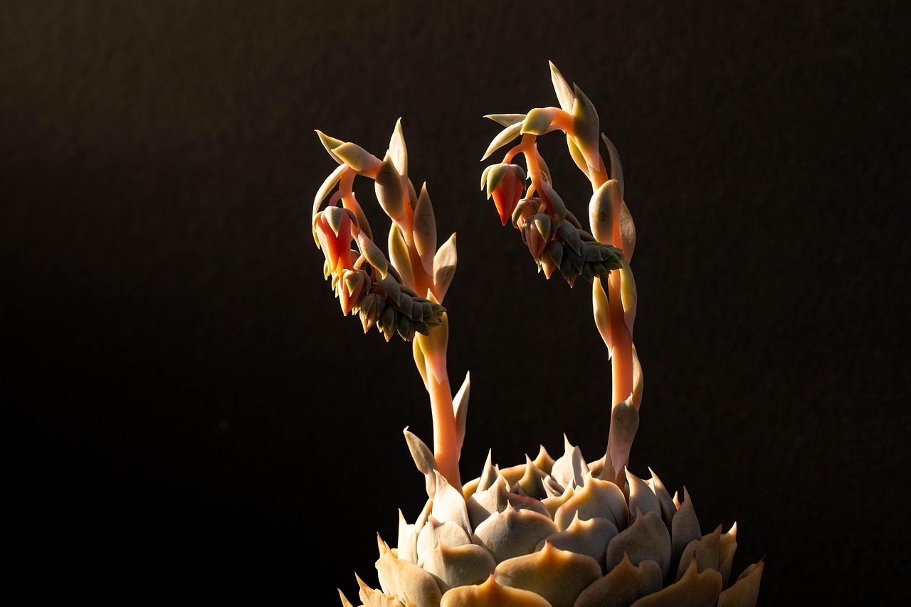 Fleshy Succulent World Nature - Free photo on Pixabay - Pixabay