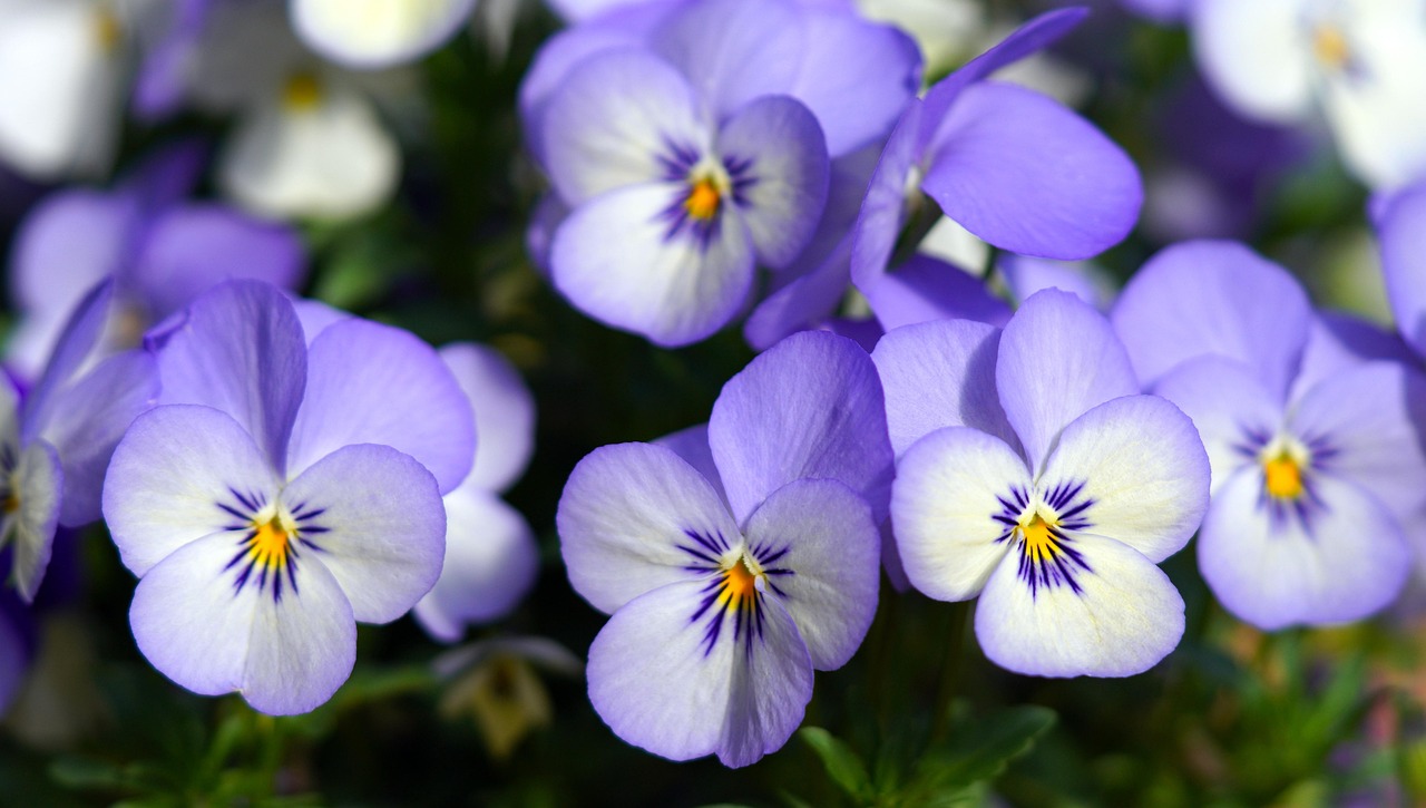 Flowers Pansies Petals - Free photo on Pixabay