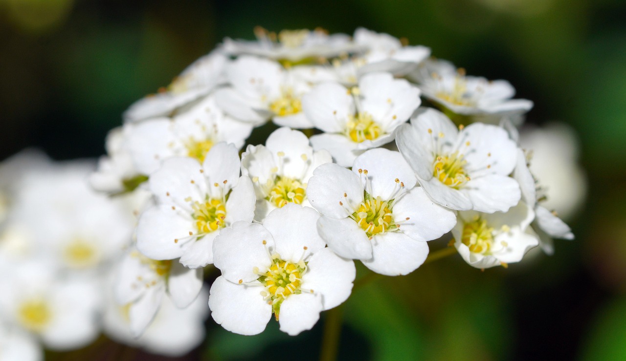 Fleur Blanche La Nature - Photo gratuite sur Pixabay - Pixabay