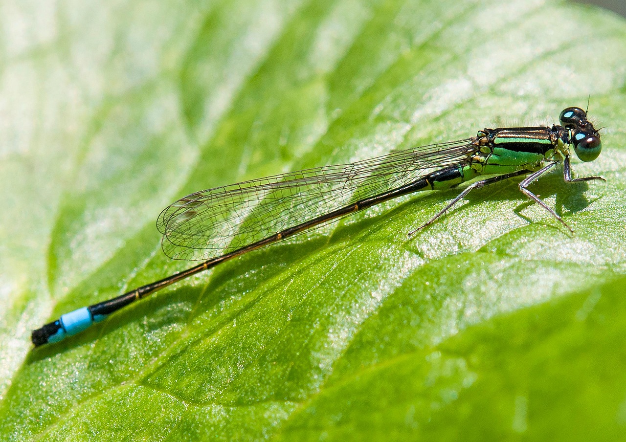 Libelle Farbe Teich - Kostenloses Foto auf Pixabay - Pixabay