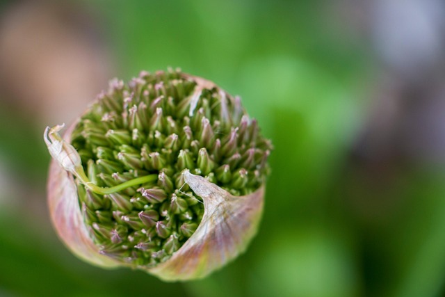 Ornamental Onion Bud Leek - Free photo on Pixabay - Pixabay