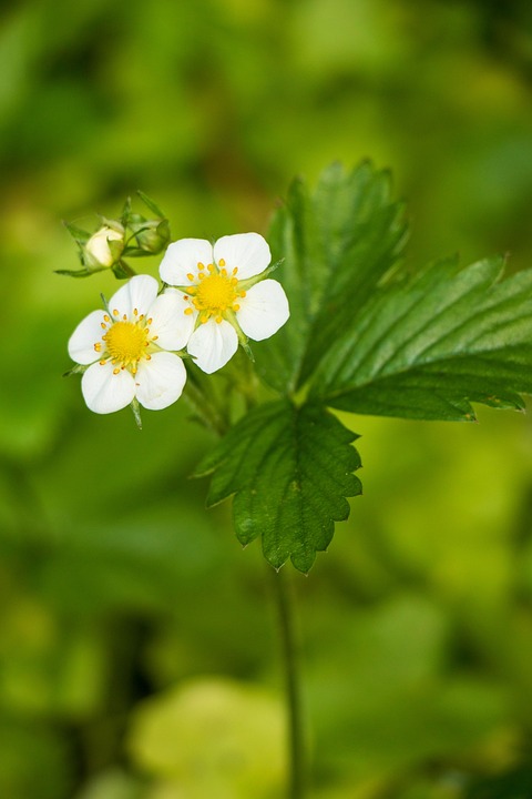 Strawberry Blossom Bloom - Free photo on Pixabay - Pixabay
