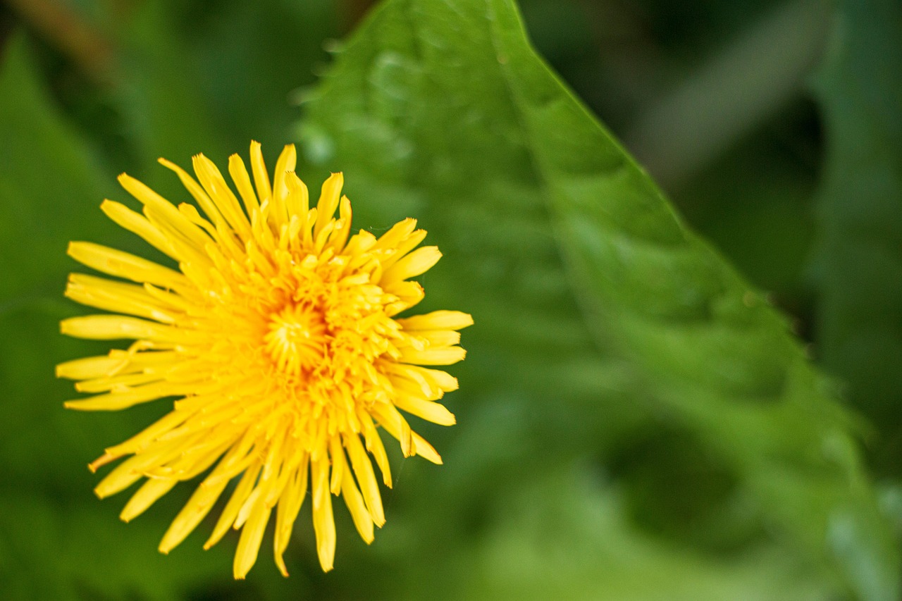 Löwenzahn Blume Pflanze - Kostenloses Foto auf Pixabay - Pixabay
