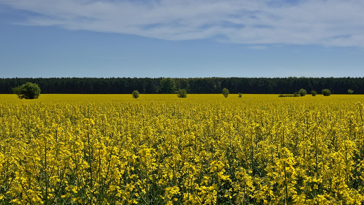 Field Of Rapeseeds Oilseed Rape - Free photo on Pixabay - Pixabay