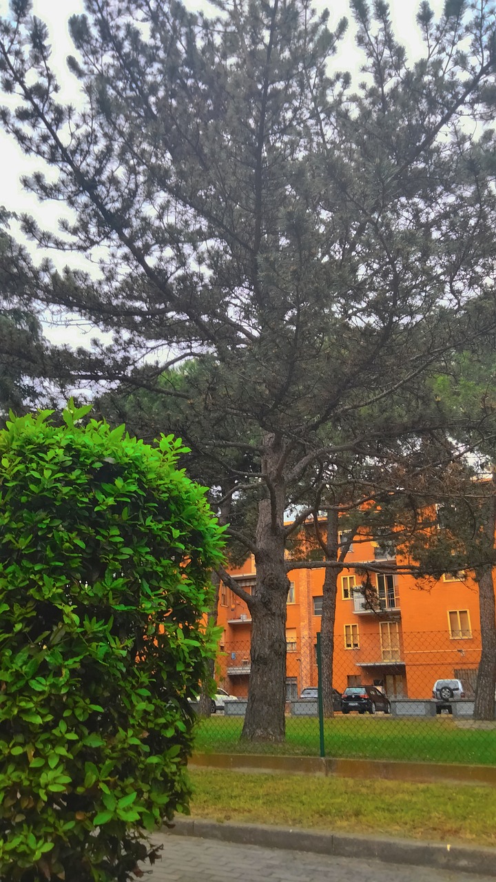 Tree Apartment - Free photo on Pixabay - Pixabay