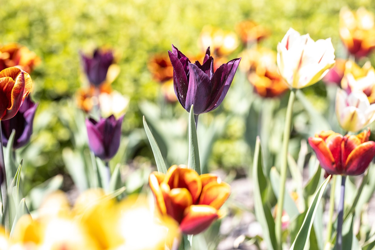Tulipa Flor Jardim - Foto gratuita no Pixabay - Pixabay